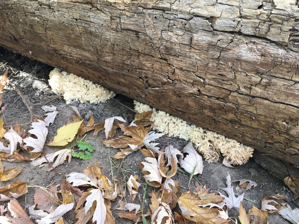 Coral tooth fungus in October 2023 by Krista Willmorth // The FunGal ...