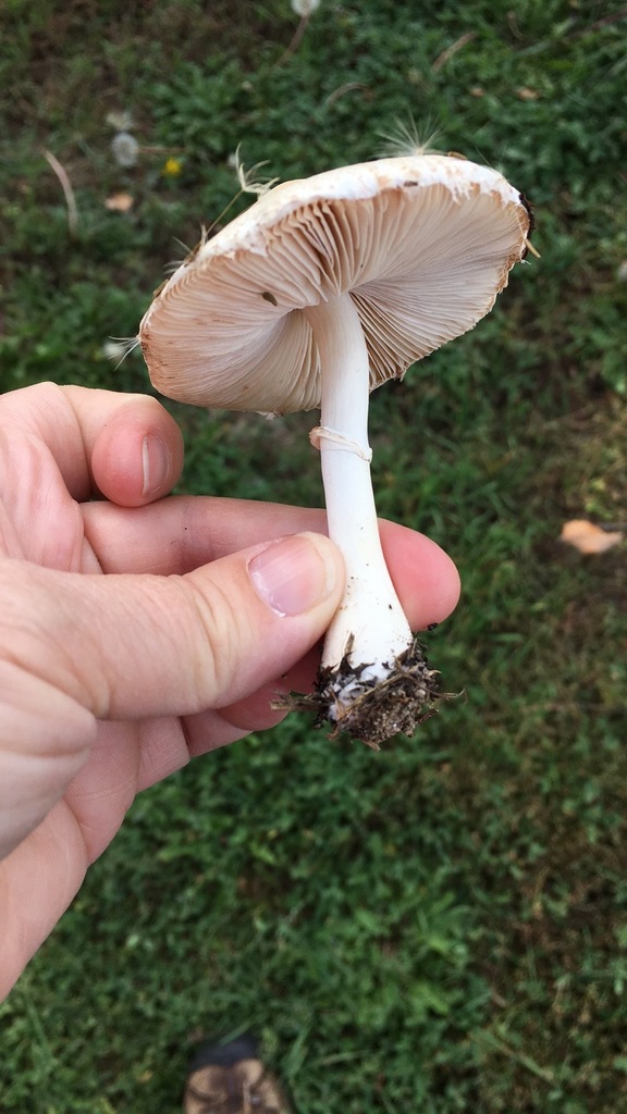 White Dapperling in October 2023 by Krista Willmorth // The FunGal ...