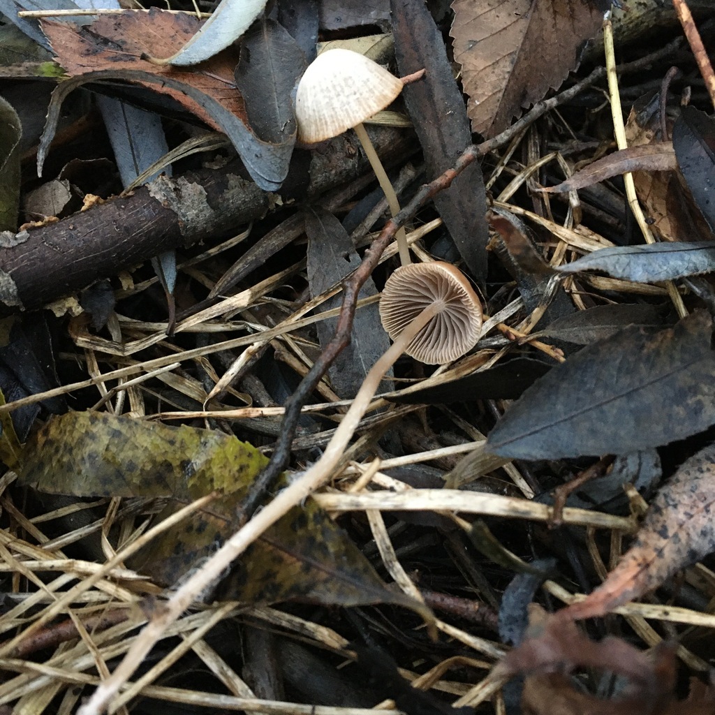 red edge brittlestem in December 2023 by Krista Willmorth // The FunGal ...