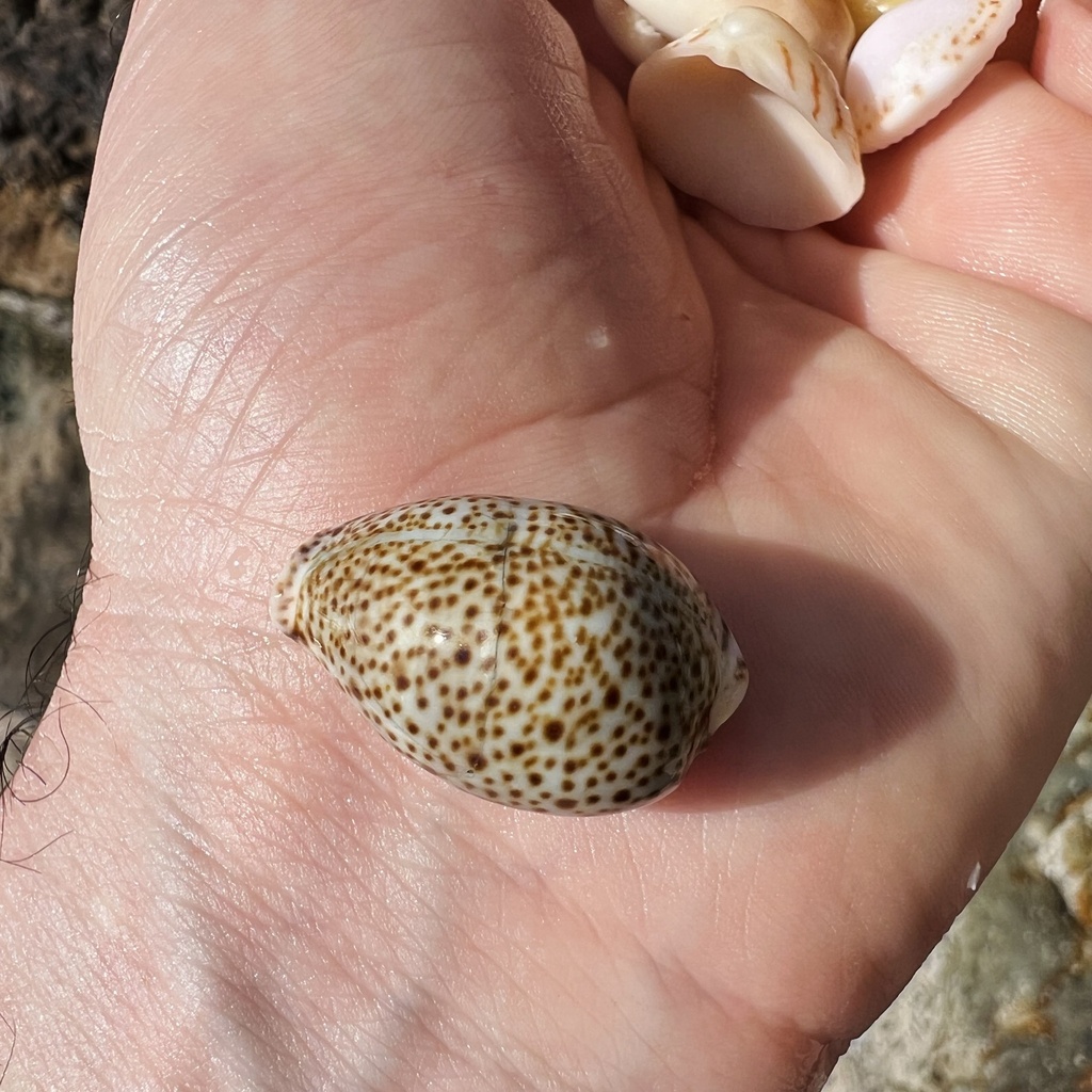 Thrush cowrie from West End Bay, Frederiksted, United States Virgin ...