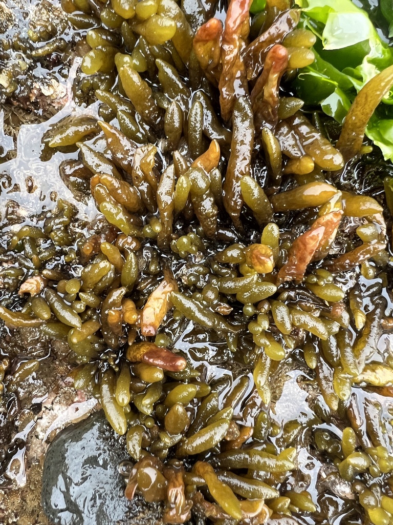 life from Auckland islands, Auckland Islands - Motu Maha Marine Reserve ...