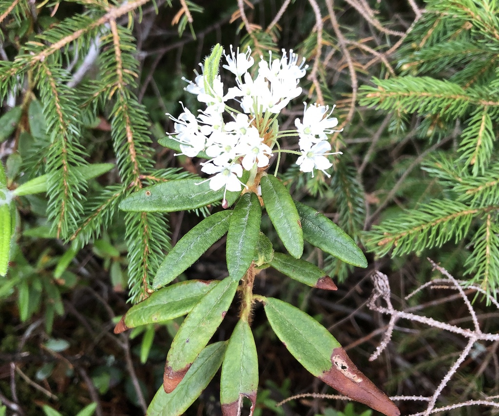 Bog Labrador Tea in June 2023 by Vinny Pellegrino · iNaturalist
