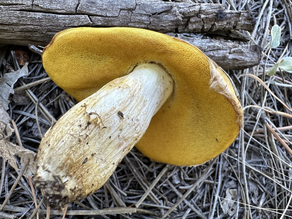 Slippery Jacks in September 2023 by Jonathan Frank · iNaturalist