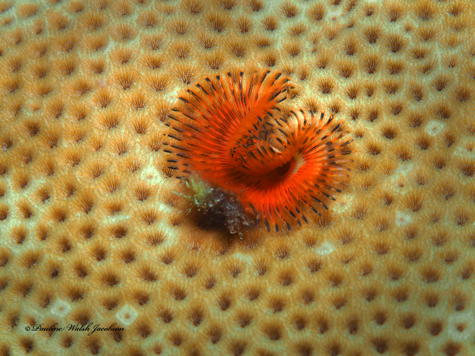 Star Feather Worm from St Thomas 00802, USVI on December 29, 2016 at 10 ...