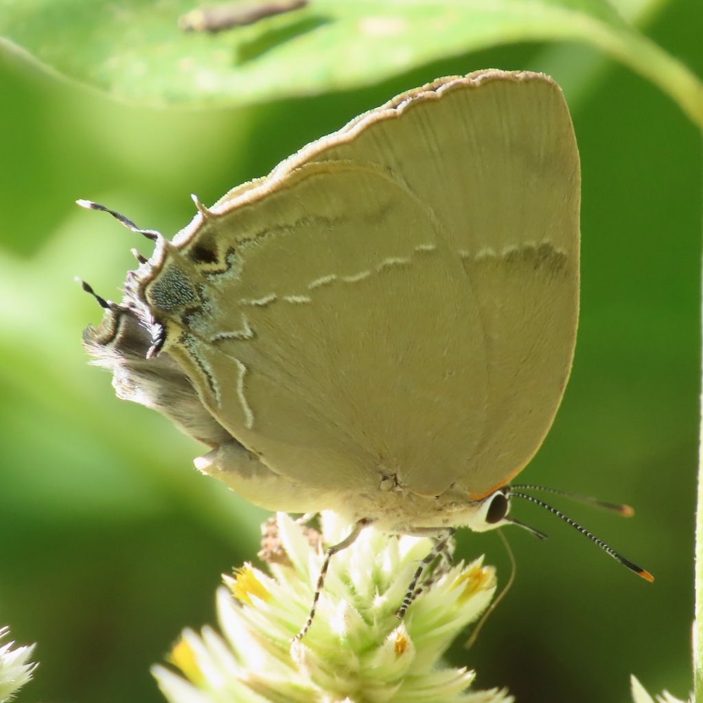 Bitias Hairstreak from Zihuatanejo de Azueta, Guerrero, Mexico on ...