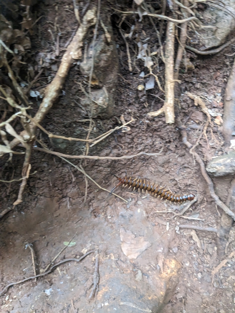Caribbean Giant Centipede from Caín Alto, San Germán 00683, Puerto Rico ...