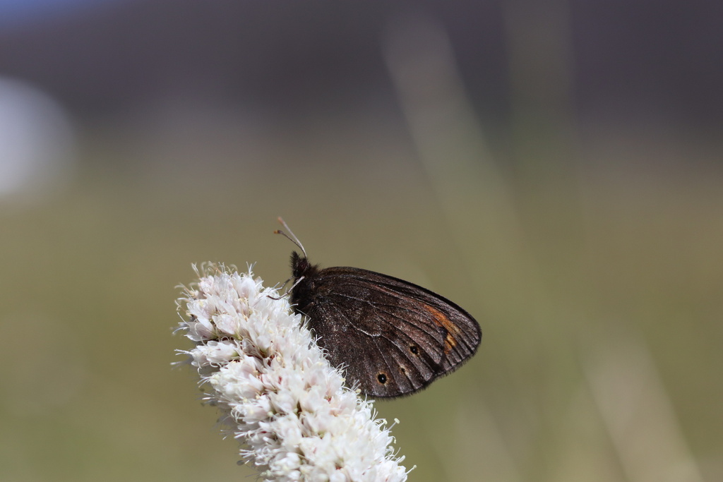 Common Alpine from Forêt Nationale Grand Mesa, Lake City, CO, US on ...