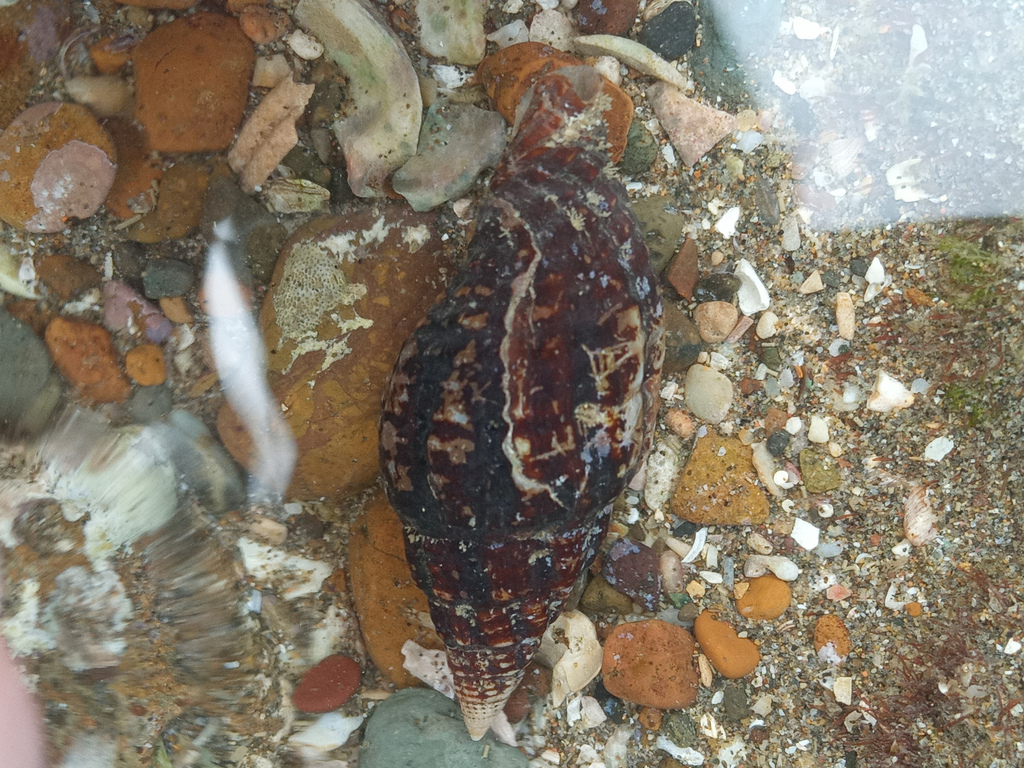 Neotiara lens from Parroquia Manta, Manta, Ecuador on December 18, 2023 ...