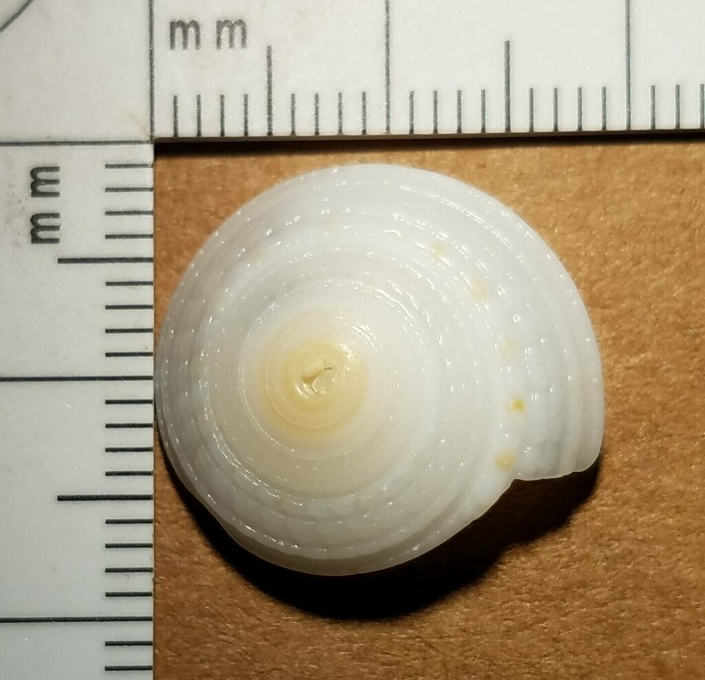 Common Sundial from Miami Beach, FL, USA on December 27, 2023 by Joe ...