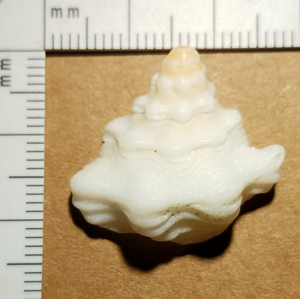 Caribbean Vase from Miami Beach, FL, USA on December 27, 2023 by Joe ...