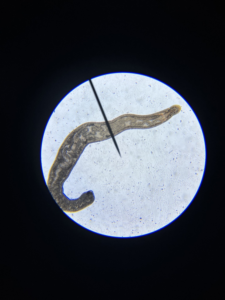 Prostoma from W 37th St, Minneapolis, MN, US on December 29, 2023 at 01 ...