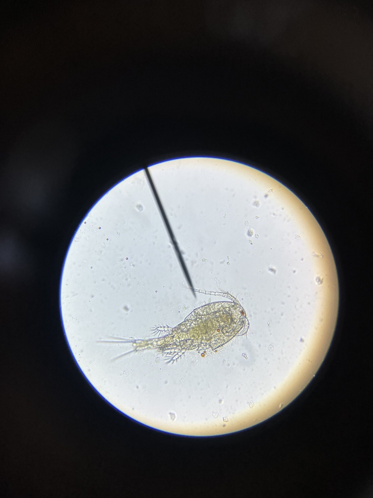 Eucyclops in December 2023 by Sean Ford. Found in aquarium environment ...