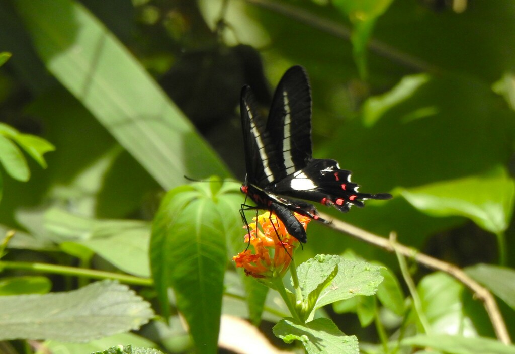 Parides agavus from Avaré, SP, Brasil on December 29, 2023 at 11:40 AM ...