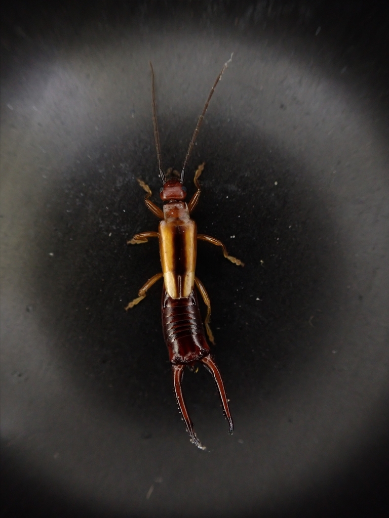 Lined Earwig from San Juan, Bolivia on December 18, 2023 at 08:07 PM by ...