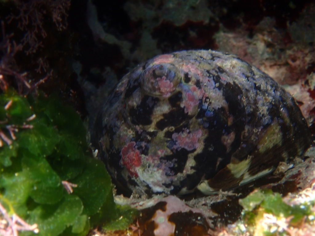 West Indian Top Shell from Saint Ann, JM on December 29, 2023 at 07:31 ...