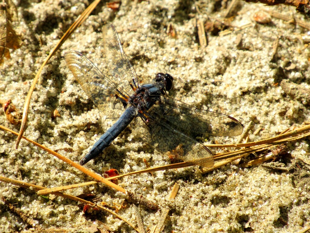 Blue Corporal in June 2020 by Vinny Pellegrino · iNaturalist