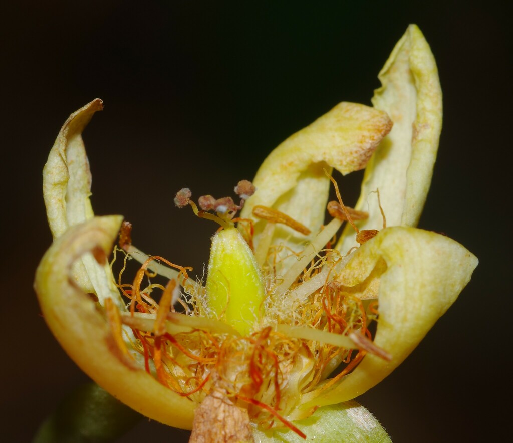 (Mitostemma brevifilis) - Botanical Realm