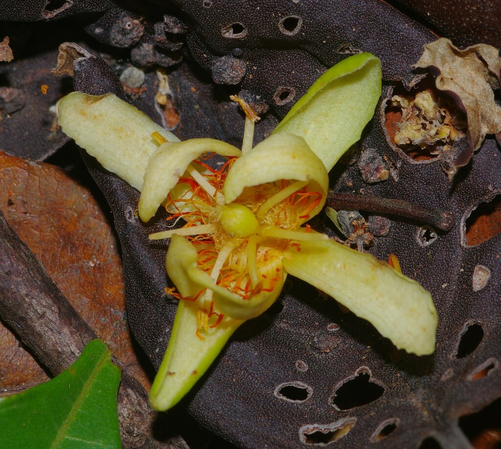 (Mitostemma brevifilis) - Botanical Realm