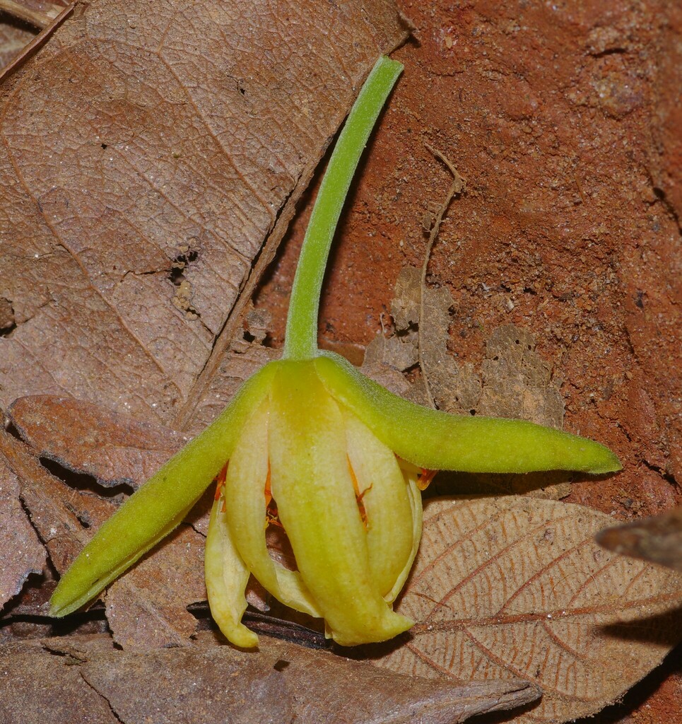 (Mitostemma brevifilis) - Botanical Realm