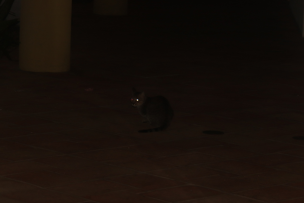 Domestic Cat from George Town, Cayman Islands on December 11, 2023 at ...