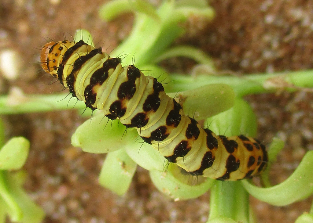 Diaphone from Serowe Botswana on December 28, 2023 by Botswanabugs. on ...