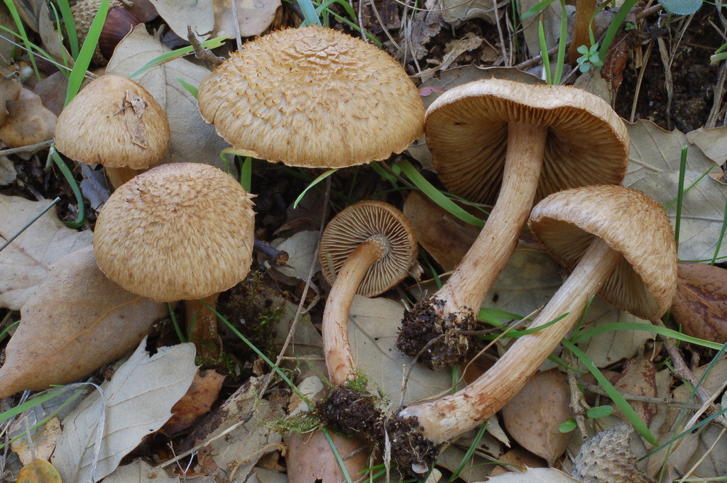 Inosperma cervicolor from Strada Tempio-Aggius, Aggius, IT-SS, Italy on ...