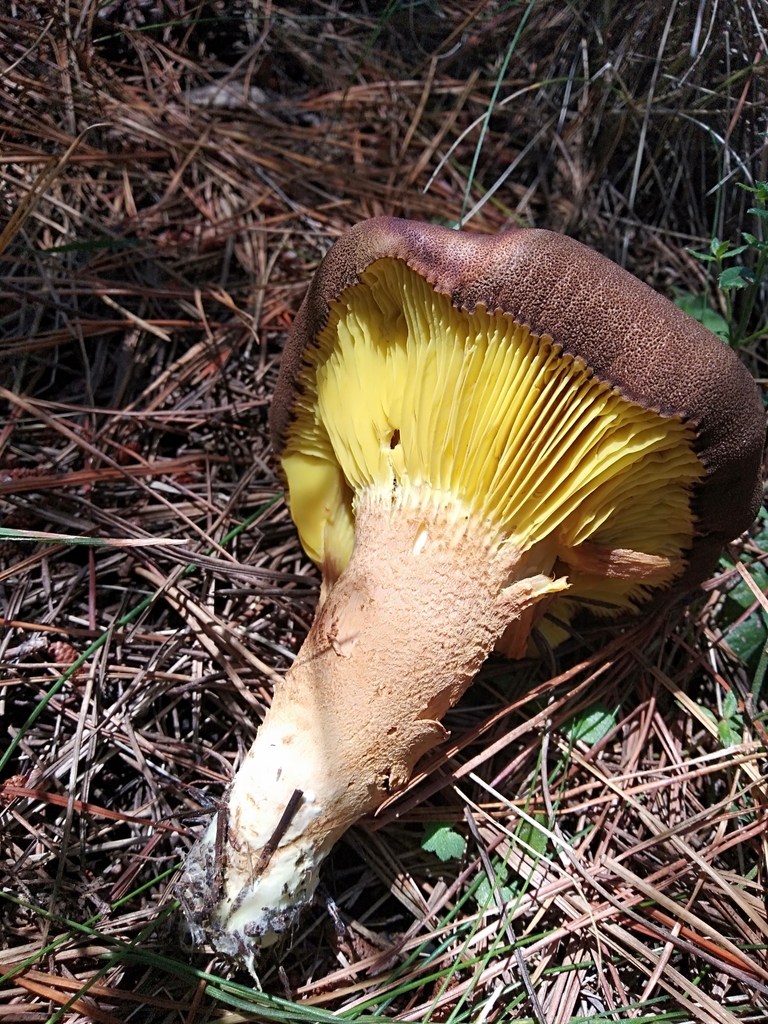 Phylloporus from Woodend VIC 3442, Australia on December 29, 2023 at 02 ...