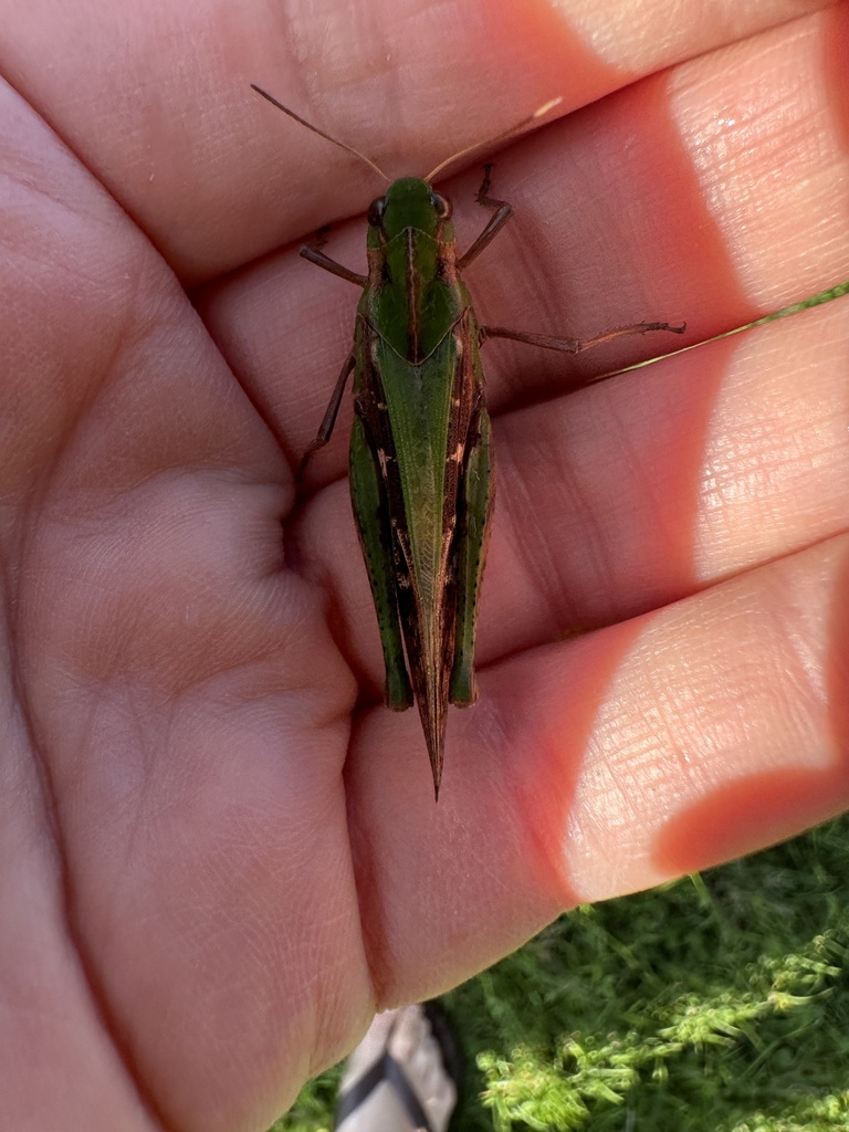 Green Locusts from Bournda National Park, Wallagoot, NSW, AU on ...
