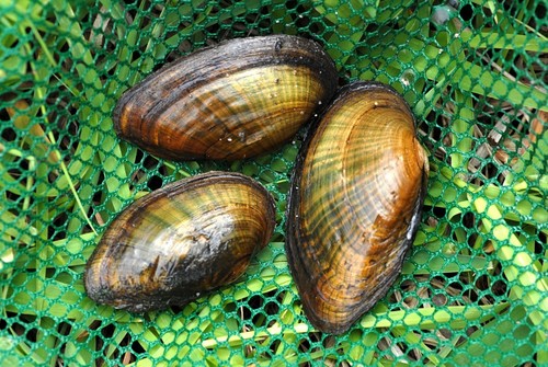 Genus Venustaconcha · iNaturalist