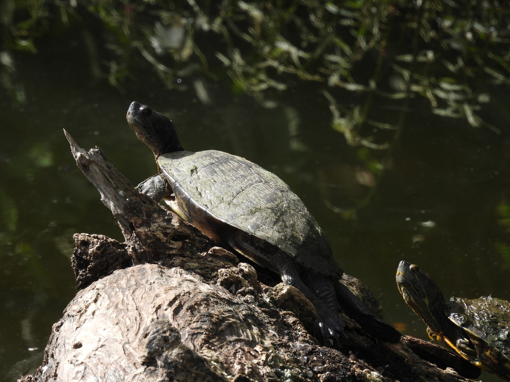 Puerto Rican Slider in December 2023 by Eliezer Nieves-Rodriguez ...