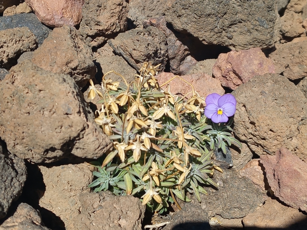 Teide violet in November 2023 by guillepinuscan. (Edificio Teide ...