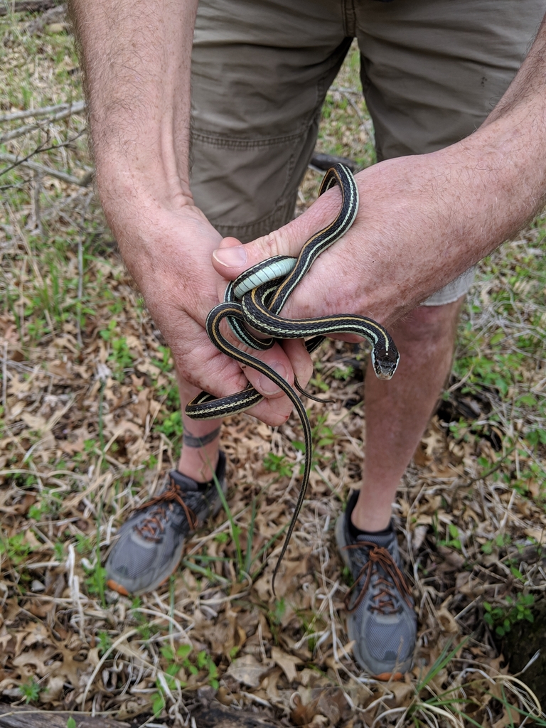 Orange-striped Ribbonsnake from 6700 Mohawk Blvd, Tulsa, OK 74115, USA ...