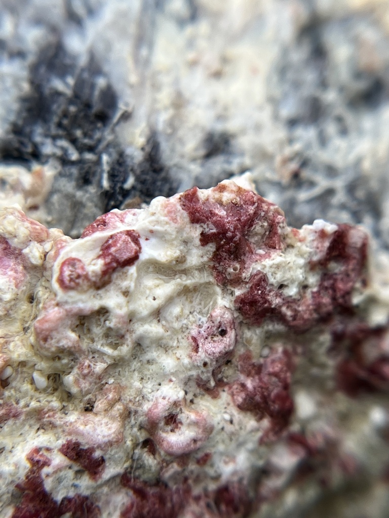 Red Foram from Staniel Cay, BS on December 29, 2023 at 02:27 PM by The ...