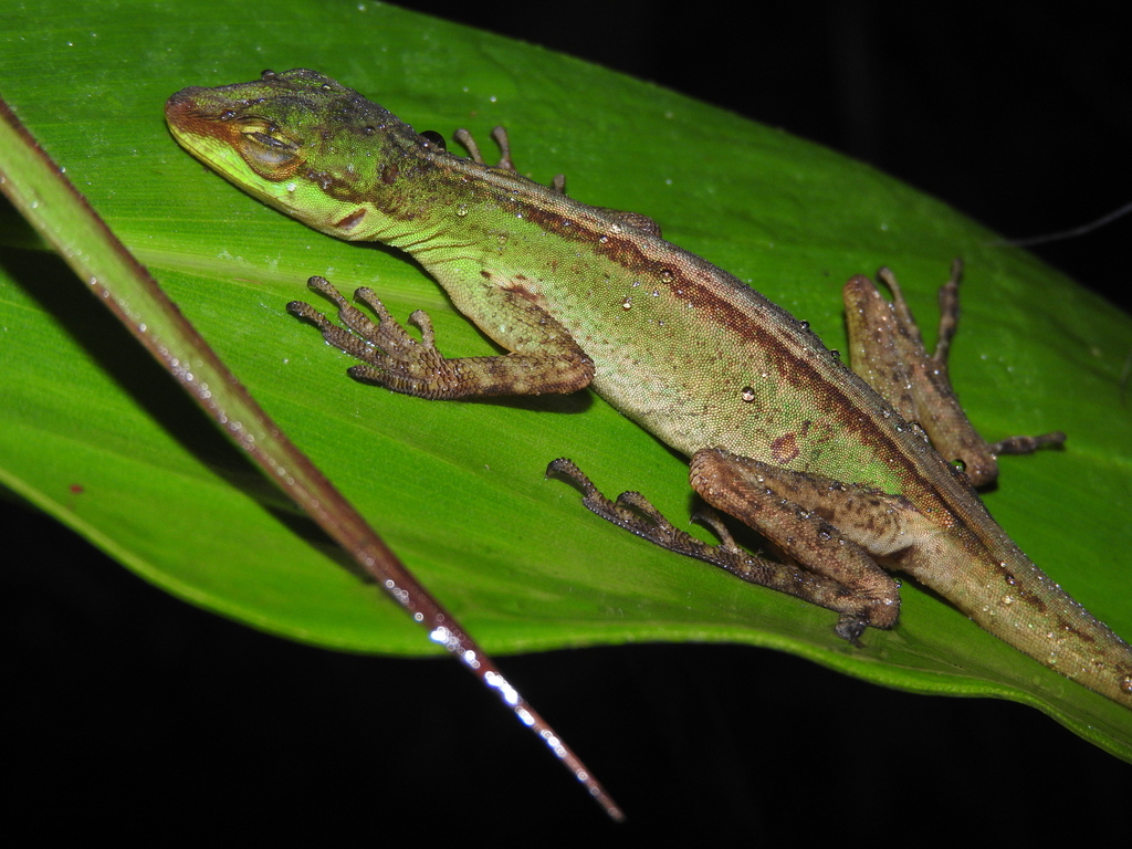 Speckled Anole in January 2023 by jimmy monsalve · iNaturalist