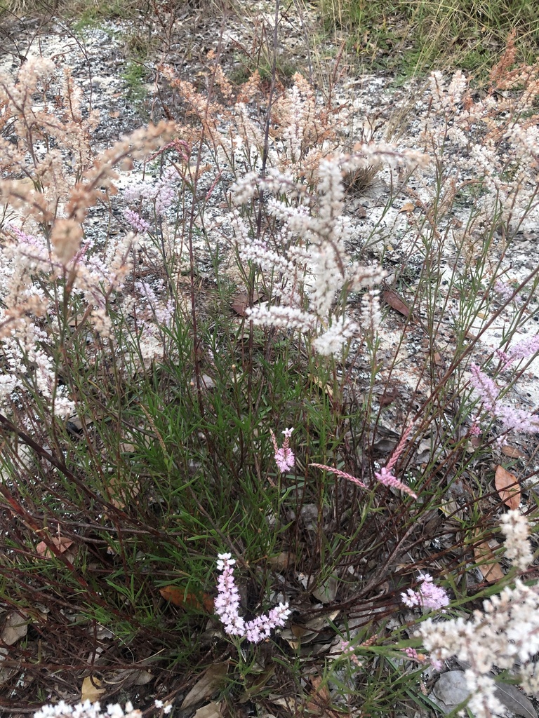 Sandhill wireweed from Machete Trail, Oakland, FL, US on December 9 ...