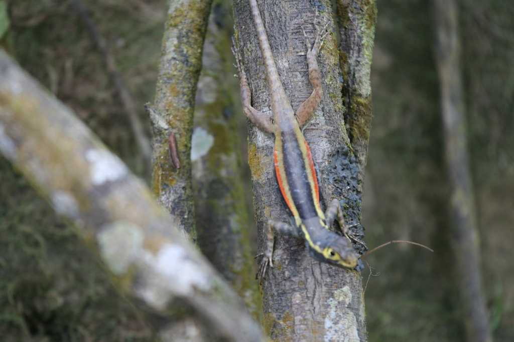 Black Lava Lizard from Iturralde, Bolivia on November 26, 2008 at 11:24 ...