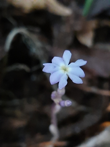 (Gymnosiphon tenellus)