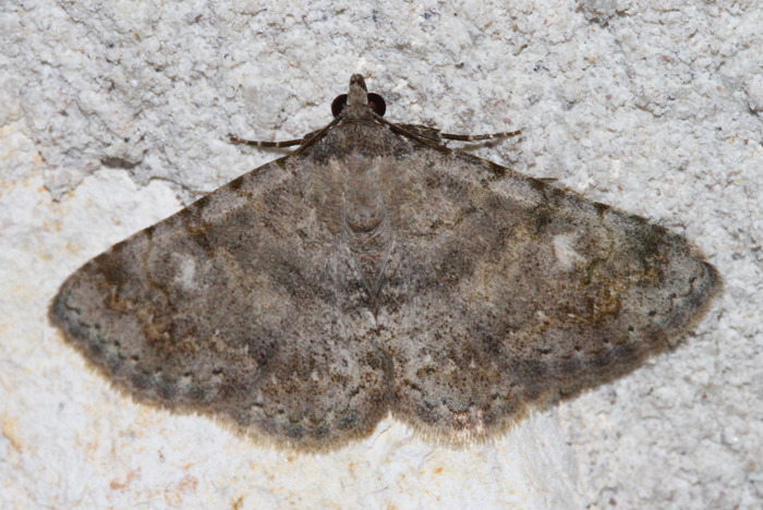 Toxonprucha volucris from Edwards County, TX, USA on February 14, 2023 ...
