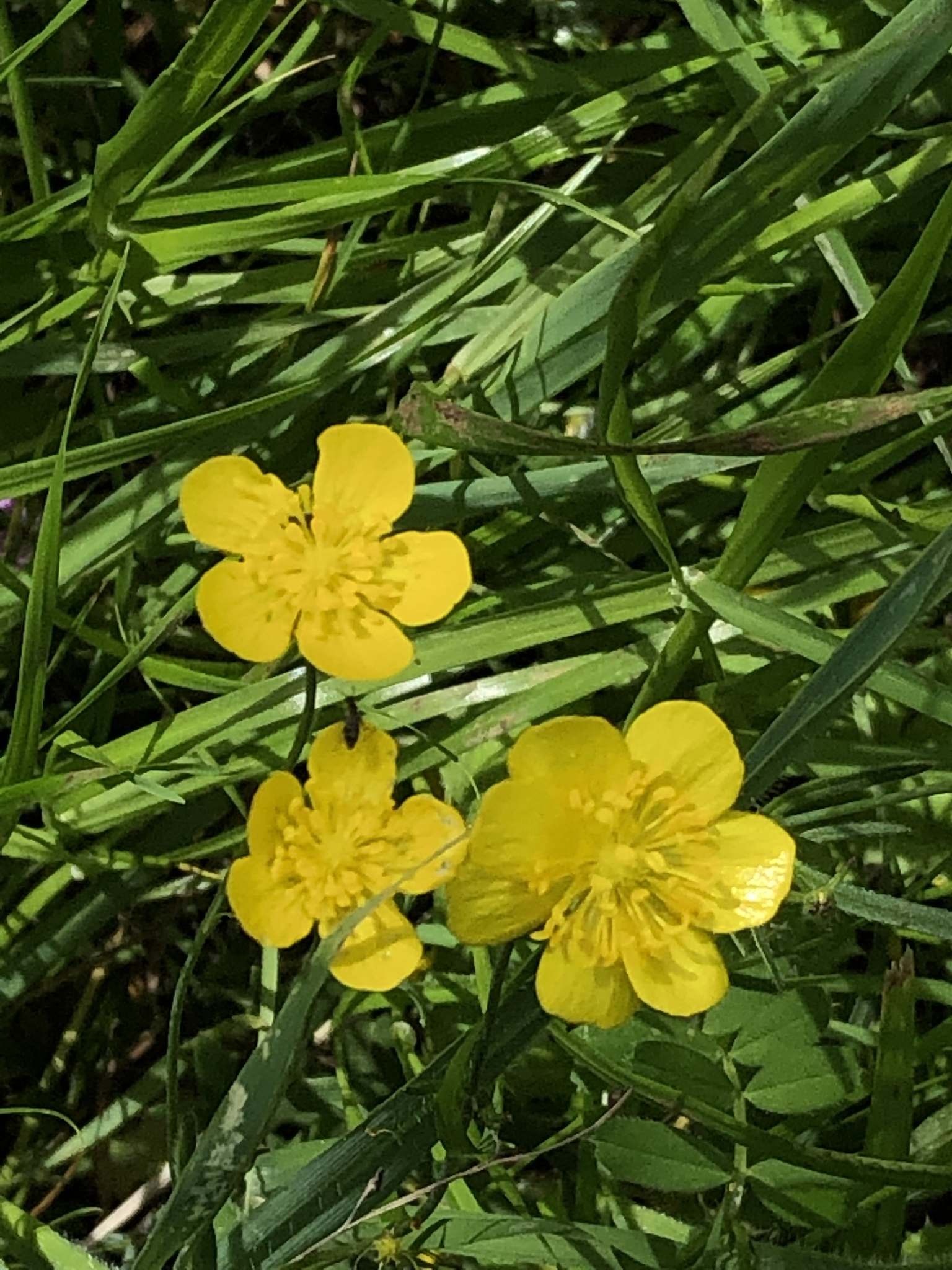 Ranunculus canus Benth.
