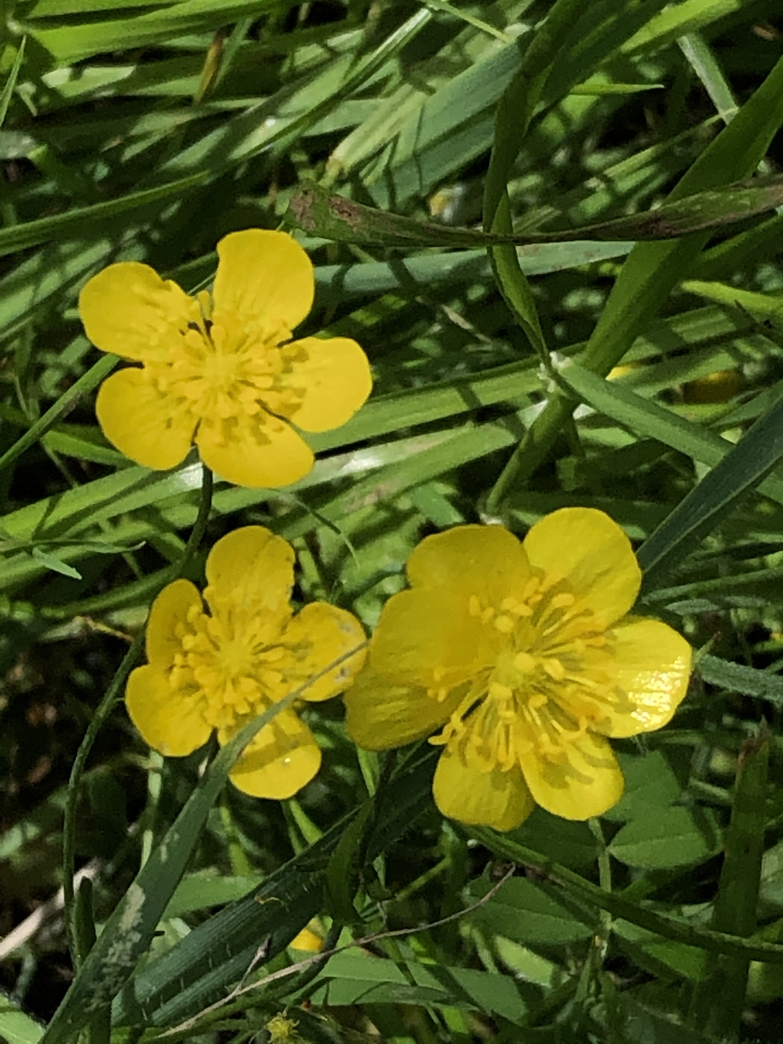 Ranunculus canus Benth.