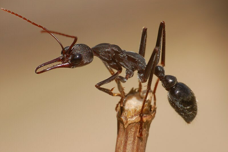 Inch Ant from Anstey Hill Recreation Park, Perseverance Rd, Tea Tree ...