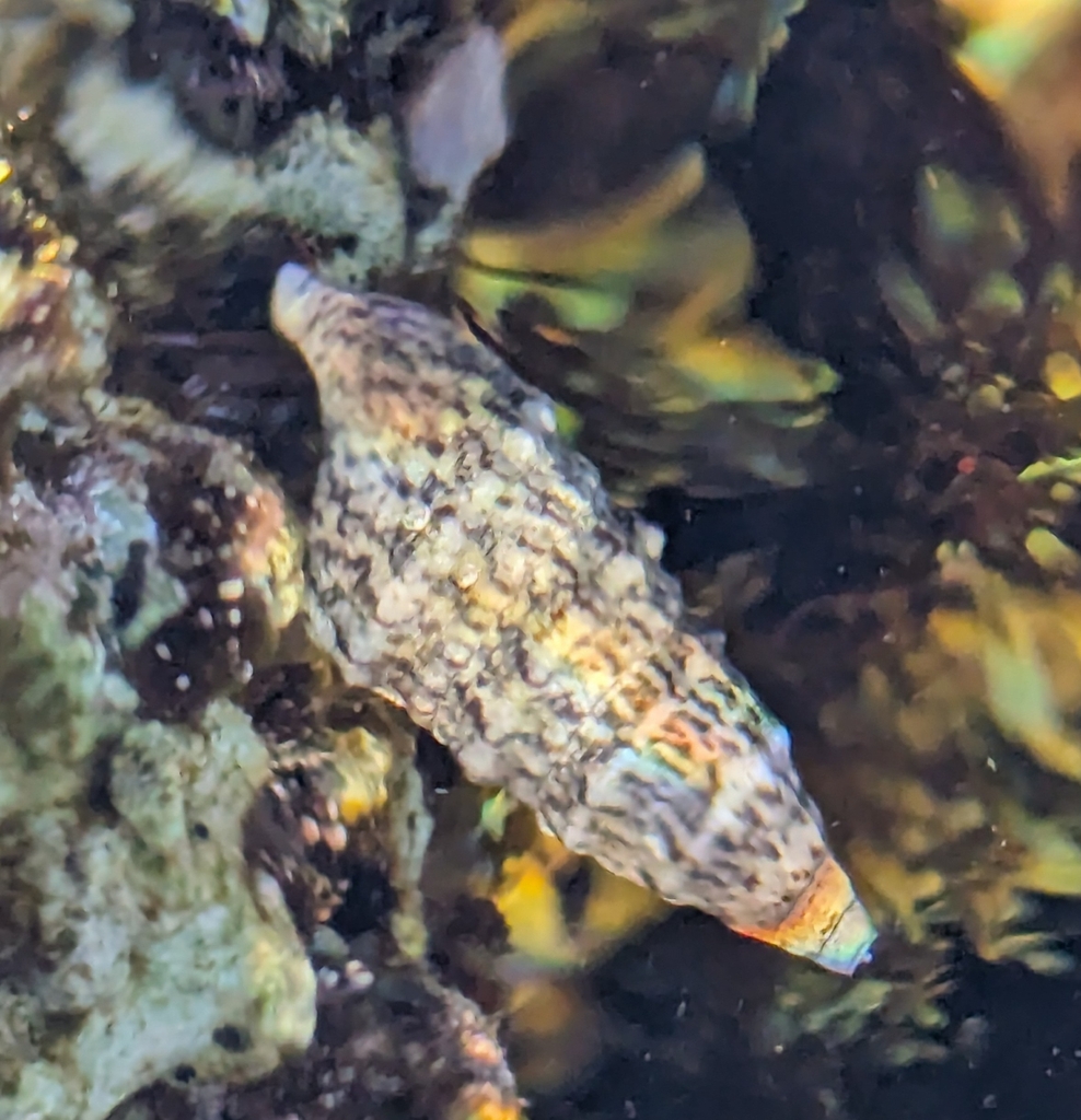 Horn Shell from France on December 25, 2023 at 12:07 PM by John Sear ...