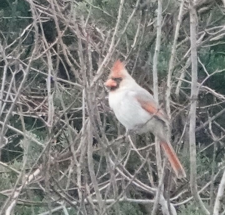 Northern Cardinal from Madison, CT 06443, USA on December 29, 2023 at ...