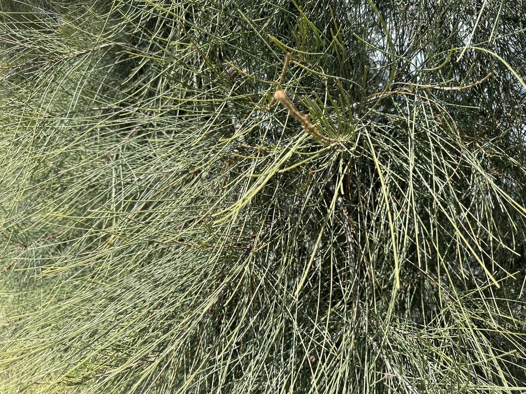Swamp sheoak from South Island/Te Waipounamu, Nelson, Nelson, NZ on ...