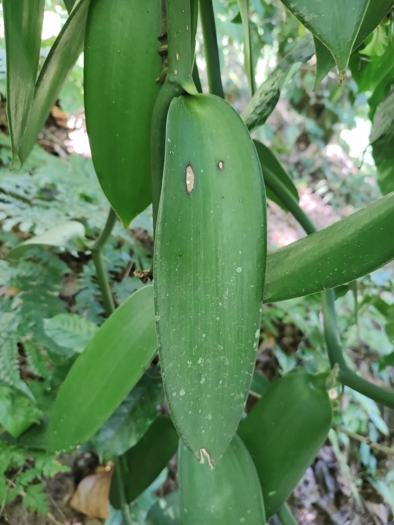 Vanilla inodora in December 2023 by Diego Manzano Méndez · iNaturalist