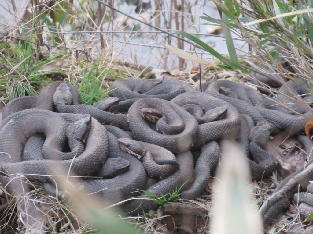 Northern Cottonmouth in April 2019 by Jared Gorrell · iNaturalist