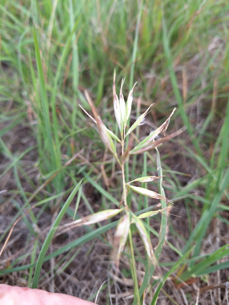 Common Wallaby-grass from Westmere VIC 3351, Australia on December 30 ...