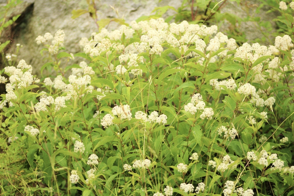 New Jersey tea in June 2021 by Vinny Pellegrino · iNaturalist