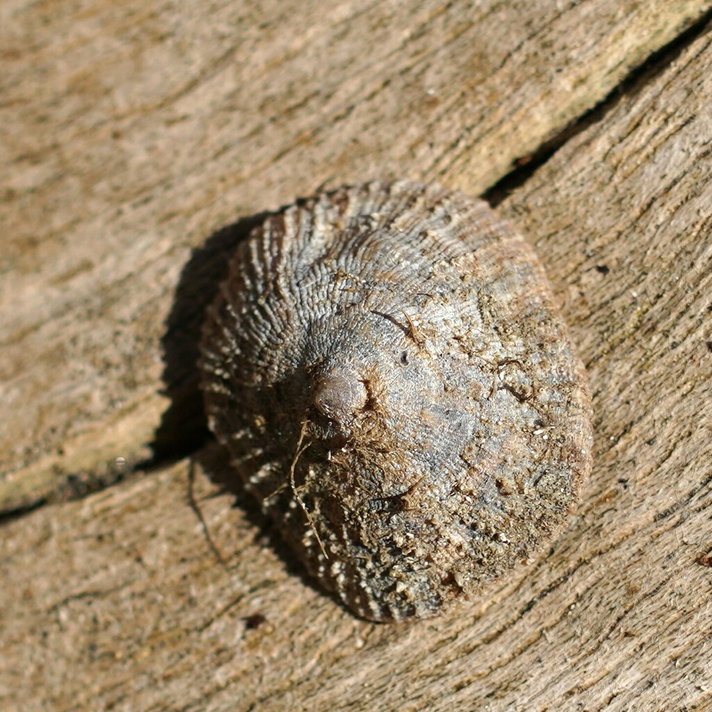 Spiny Cup-and-Saucer from Liberia, Guanacaste, Costa Rica on December 4 ...