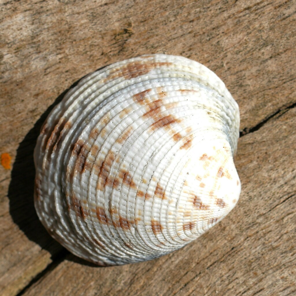 Periglypta from Liberia, Guanacaste, Costa Rica on December 4, 2023 at ...